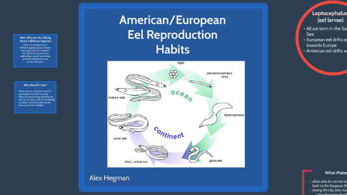 Eel Reproduction by Alex Hegman on Prezi