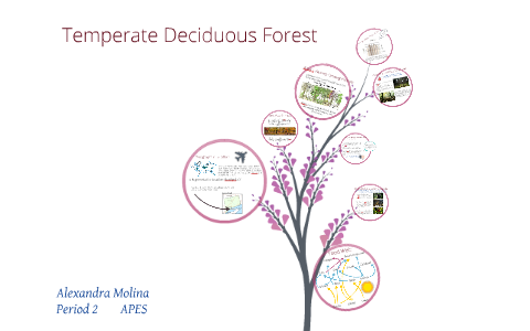 Temperate Deciduous Forest by Alexandra Molina on Prezi