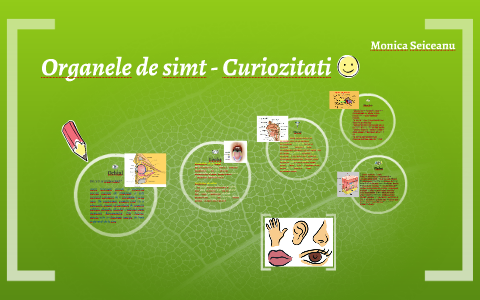 Organele de simt by Monica Seiceanu on Prezi