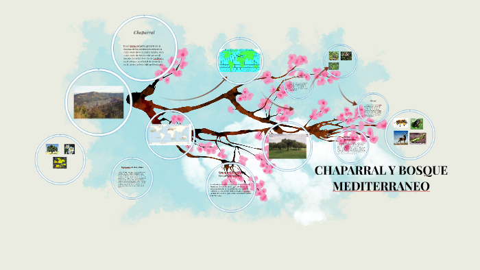 CHAPARRAL Y BOSQUE MEDITERRANEO by Carolina Alvarez on Prezi