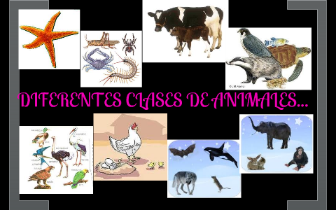 Diferentes Clases De Animales! by Jhesse Dlo! on Prezi