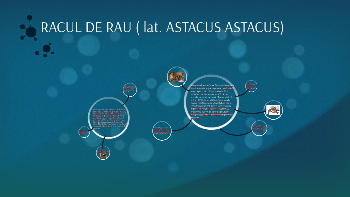 RACUL DE RAU by Alexandru Ciuntu on Prezi
