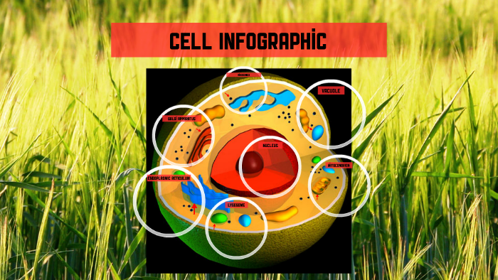 Cell Infographic by Damini Gupta on Prezi