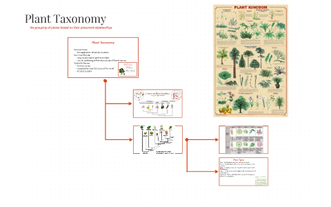 Plant Taxonomy by Nathan Sullivan on Prezi