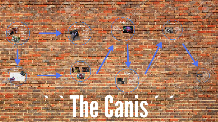 Los Canis by SergioSS Sanchez on Prezi
