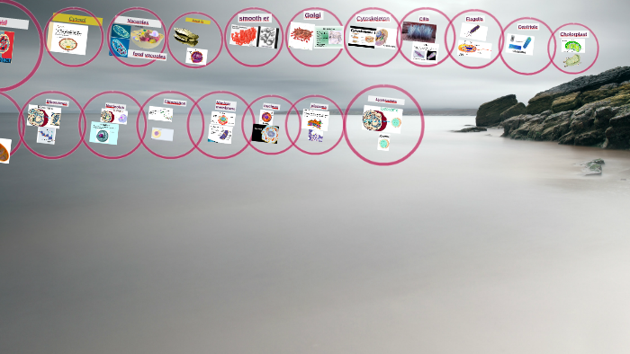 Cell Organelles by cheyenne fowler