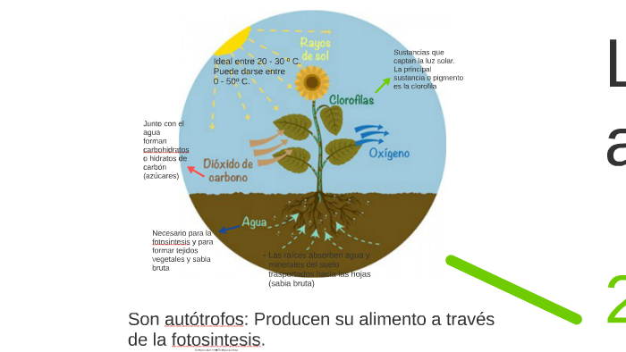 Son autótrofos: Producen su alimento a través de la fotosint by ...