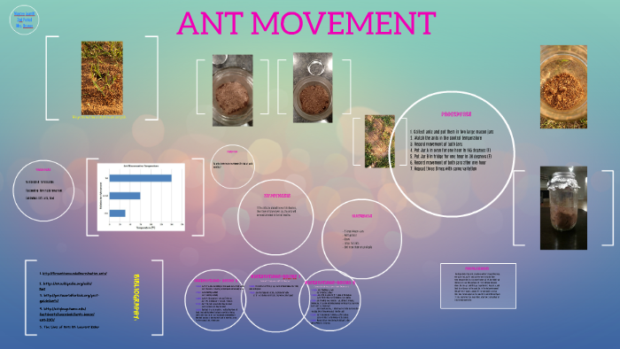ANT MOVEMENT by Jessica Leavitt on Prezi