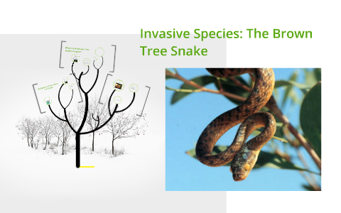 Invasive Species: The Brown Tree Snake by Melody Bruns on Prezi