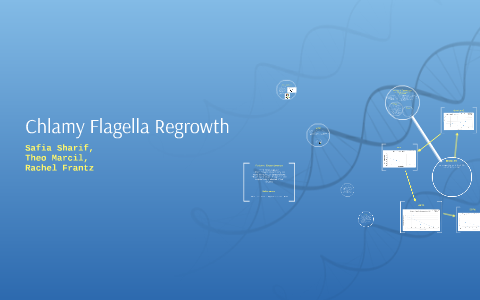 Chlamy Flagella Regrowth by Rachel Frantz