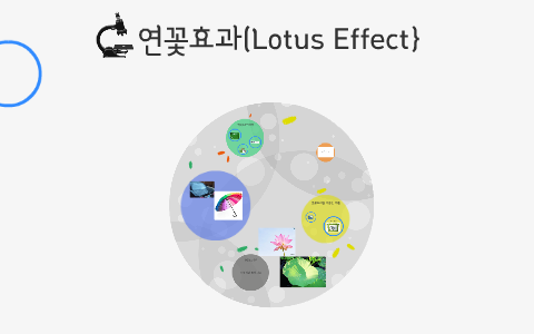연꽃효과(Lotus Effect} by 다인 오 on Prezi