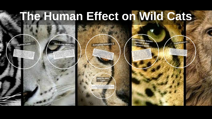 The Human Effect on Wild Cats by Sarah Barrett on Prezi
