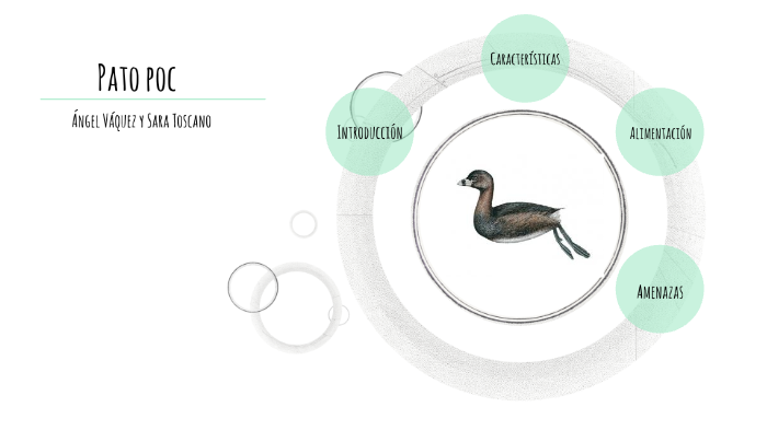 pato por by Ernesto Vázquez on Prezi