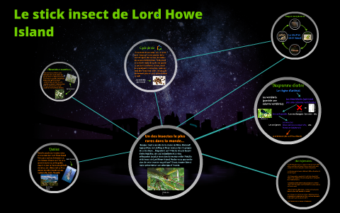 Le stick insect de Lord Howe Island by Matthew Sun