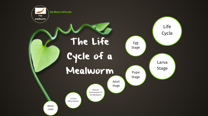 The Life Cycle of a Mealworm by Mary LoPIccolo on Prezi