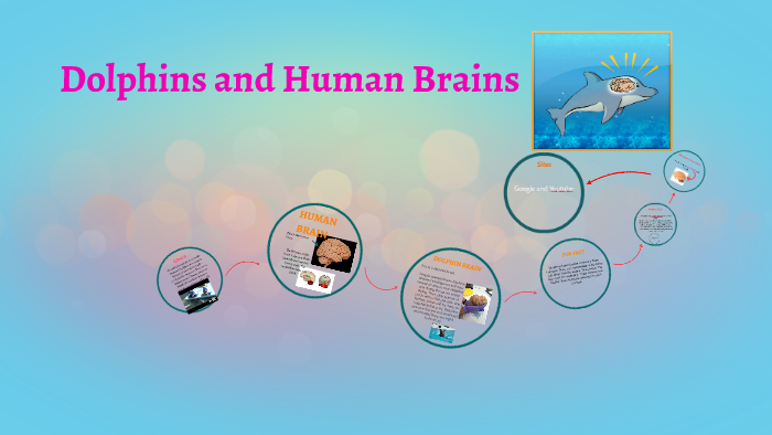Dolphins and Human Brains by Samboni Robinson on Prezi