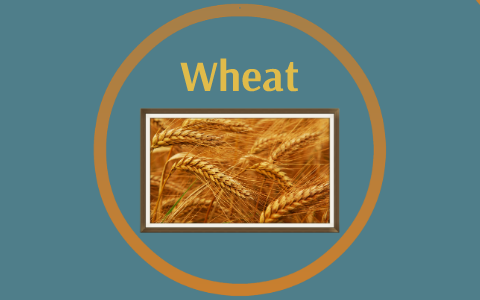 Wheat by Austin McCleery on Prezi