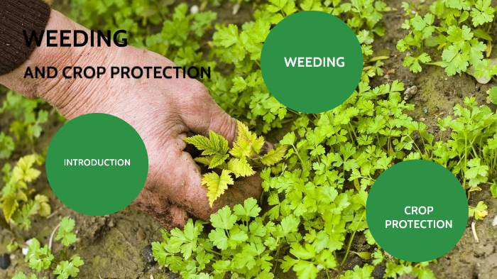 WEEDING AND CROP PROTECTION by LAASYA K on Prezi