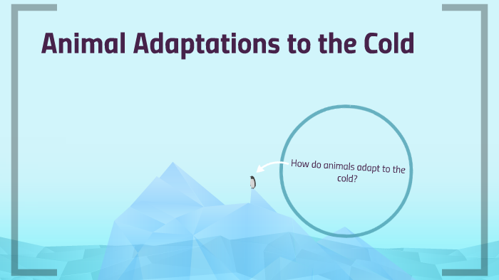 Adaptations to the Cold by Jennifer G on Prezi