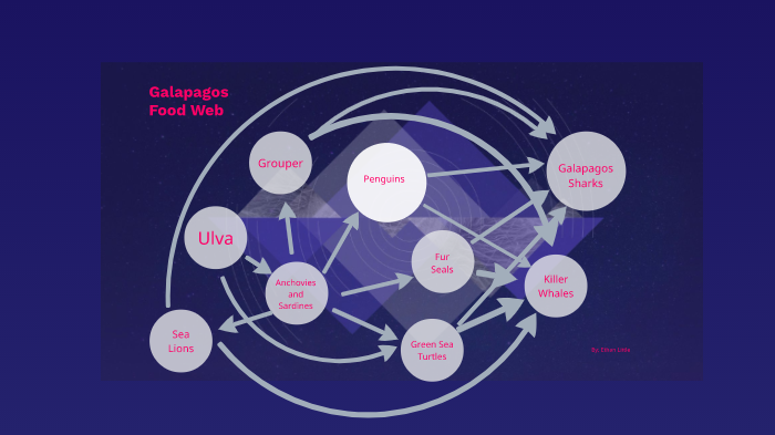 Galapagos Food Web by Ethan Little on Prezi