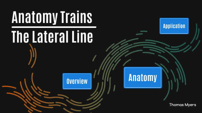 Anatomy Trains - Lateral Line by Paul Schell on Prezi