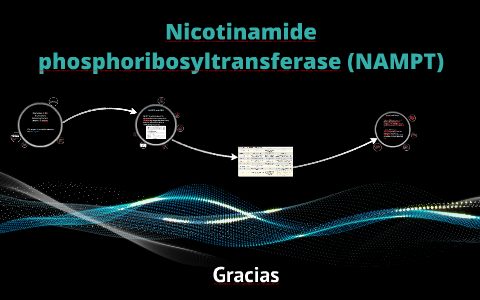 Nicotinamide phosphoribosyltransferase (NAMPT) by ahmad alshareef
