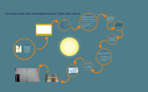 ANATOMY OF TIBIA ANA FIBULA by zainab mohammad on Prezi