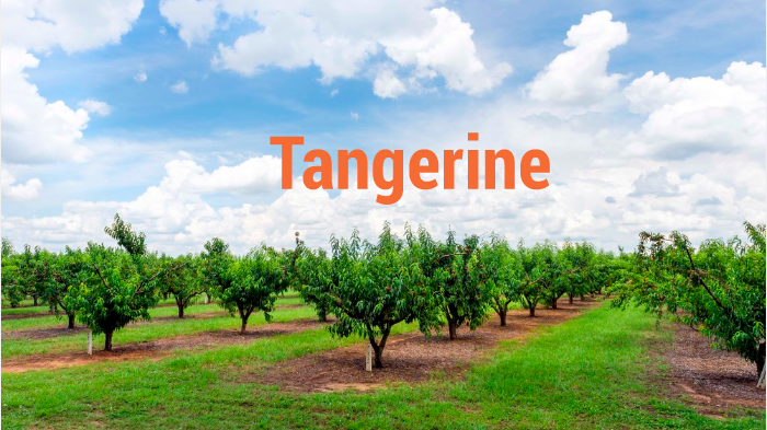 Tangerine Project by claudia Don on Prezi