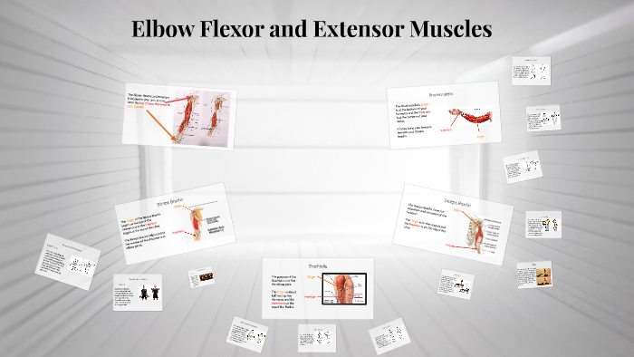 Elbow Flexor and Extensor Muscles by Josh daSilva on Prezi