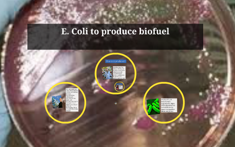 E. Coli to micro diesel by antuan davis on Prezi