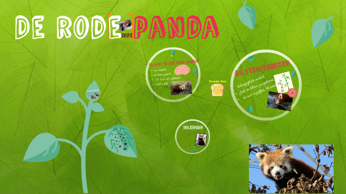 De rode panda by Luca Hoebe on Prezi
