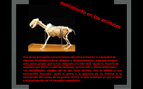 movimiento en los animales by diego balaguera on Prezi