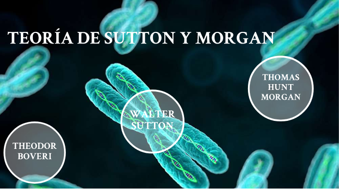 teoría de Sutton y Morgan by Alma flores on Prezi