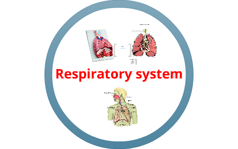 Respiratory system by Daniel McConaghy on Prezi
