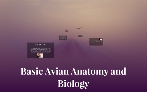 Basic Avian Anatomy and Biology by Ivy Berg on Prezi