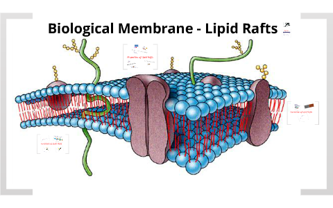 Biological Membrane - Lipid Rafts by Hoi Lam Tsui on Prezi