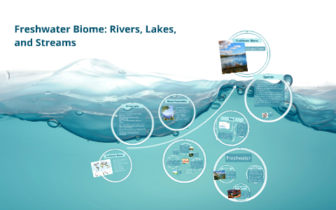 APES Freshwater Biome Project by Mahogany Trotter on Prezi