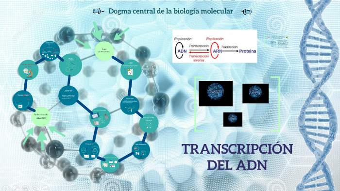 TRANSCRIPCIÓN DEL ADN by Luci Gallegos on Prezi