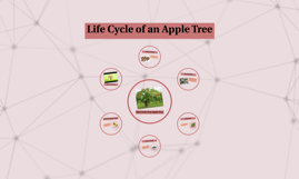Life Cycle of an Apple Tree by ashley nadeau on Prezi