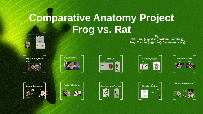 Comparative Anatomy Project by Suraj Giddha on Prezi