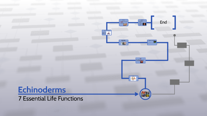 Echinoderms by Alex Kelsch