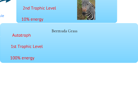 Zebra Energy Pyramid by Zach Woyak on Prezi