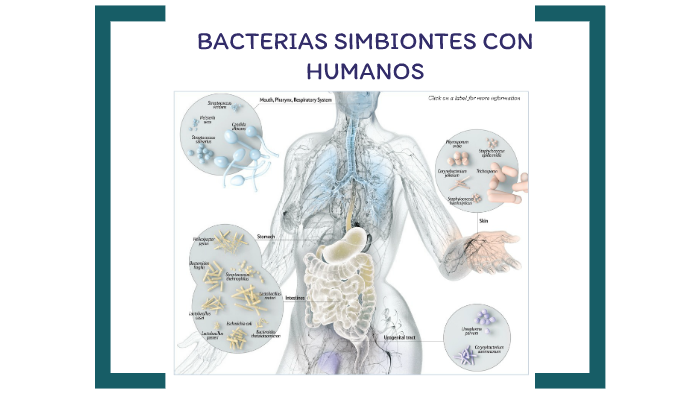 BACTERIAS SIMBIONTES CON HUMANOS by on Prezi
