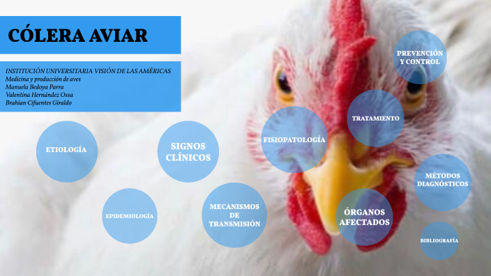 cólera aviar by Manuela Bedoya on Prezi