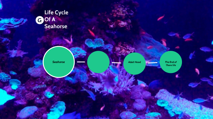Life Cycle of a Seahorse by Morgan Sanders on Prezi