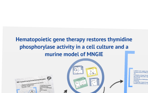 Hematopoietic gene therapy restores thymidine phosphorylase activity in ...
