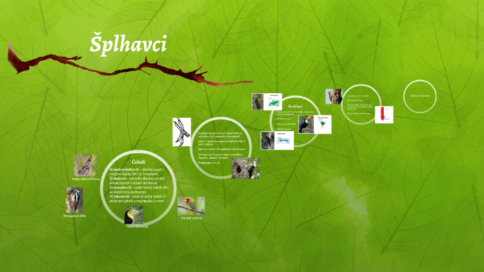 Šplhavci by Andrea Švaňová on Prezi