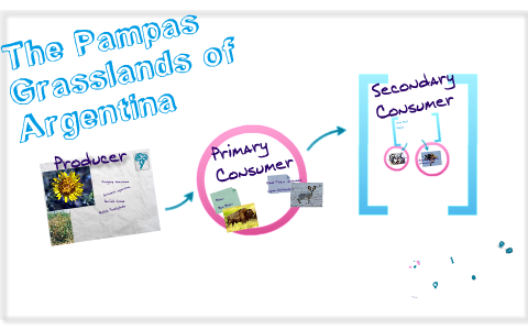 Food Chain Of the Pampas Grasslands of Argentina by Ali Harvey on Prezi