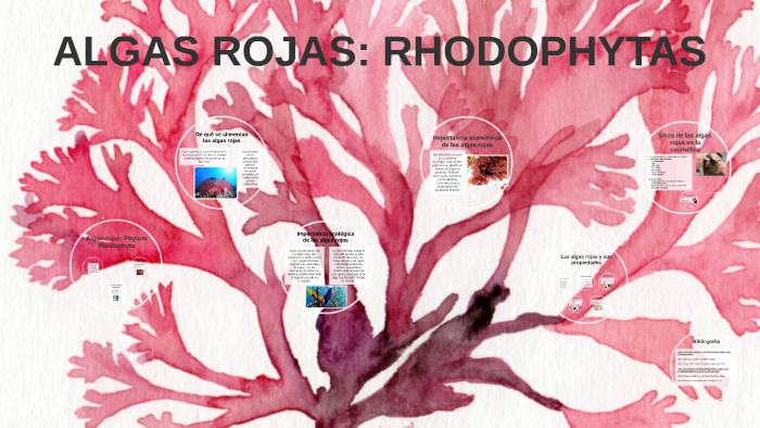 ALGAS ROJAS: RHODOPHYTAS by Cinta Barroso on Prezi