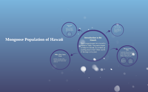 Mongoose Population of Hawaii by Angela Costello on Prezi